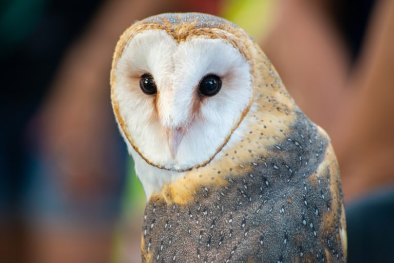 Algumas aves de rapina adaptam-se bem às cidades em crescimento, mas ...