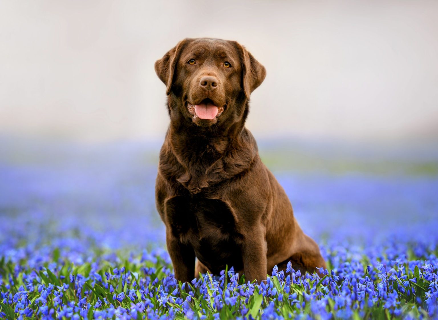 Dia Nacional do Cão: Comemorando todas as maneiras pelas quais os cães ...