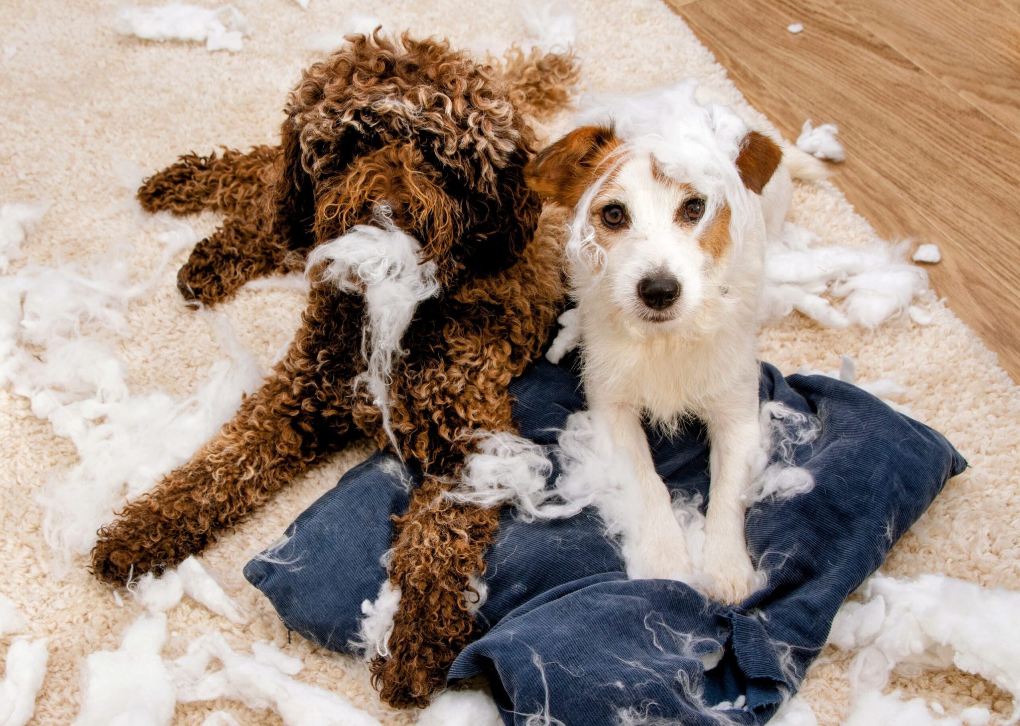 Cães travessos: especialistas revelam as dez raças mais "travessas"