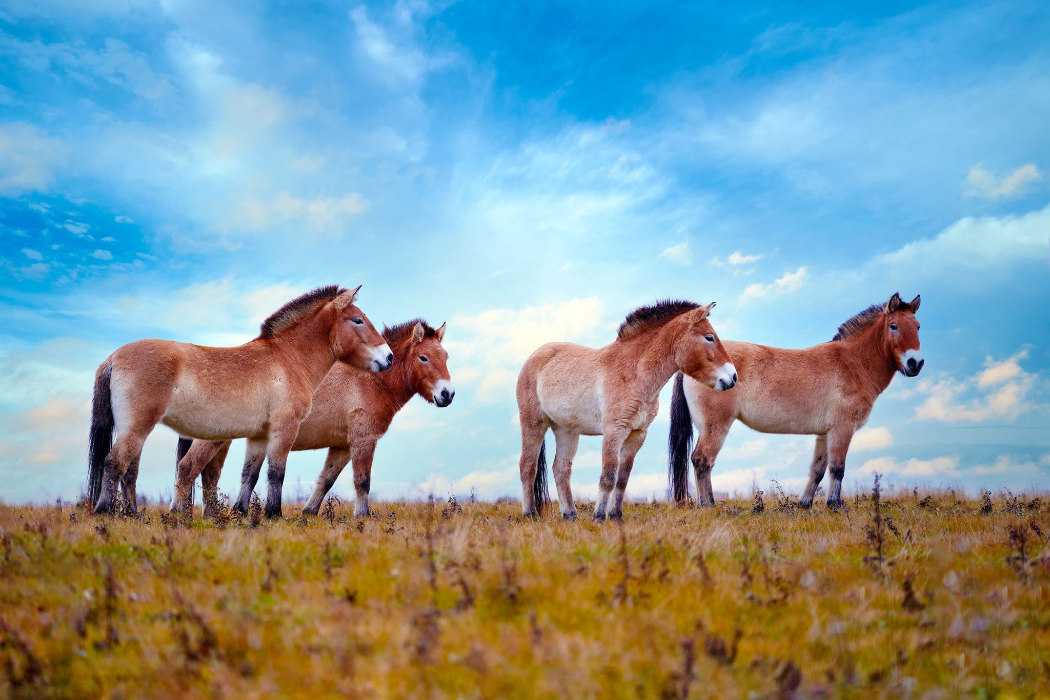 Os cavalos selvagens, tal como os humanos, vivem numa sociedade ...