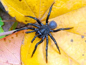 Quatro novas espécies de tarântula descobertas na Colômbia
