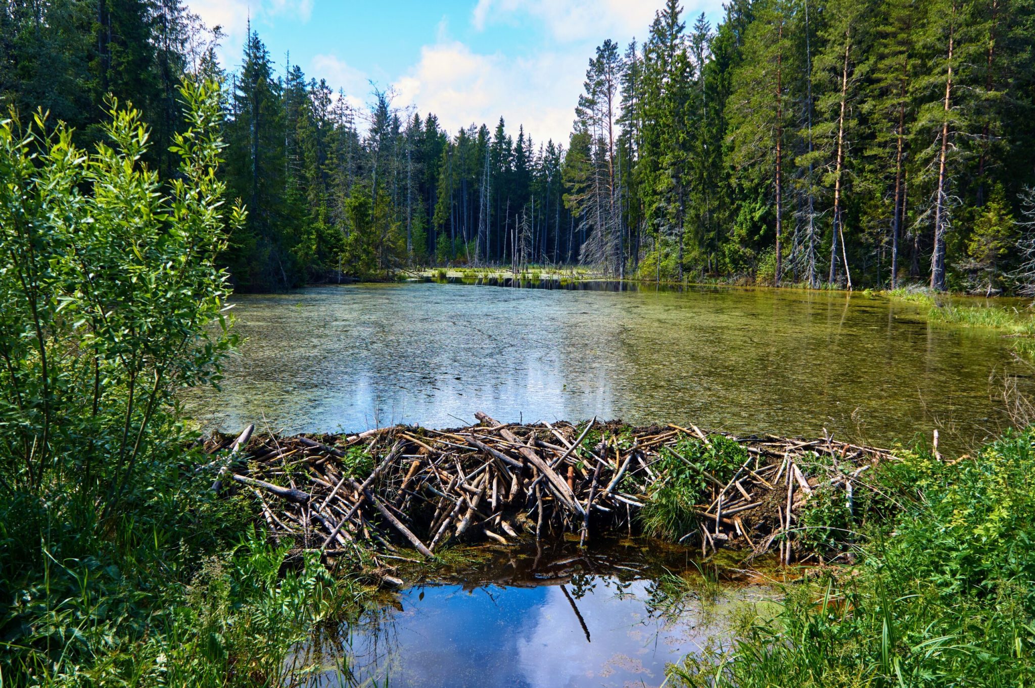 Barragens de castores mitigam os efeitos das mudanças climáticas nos rios