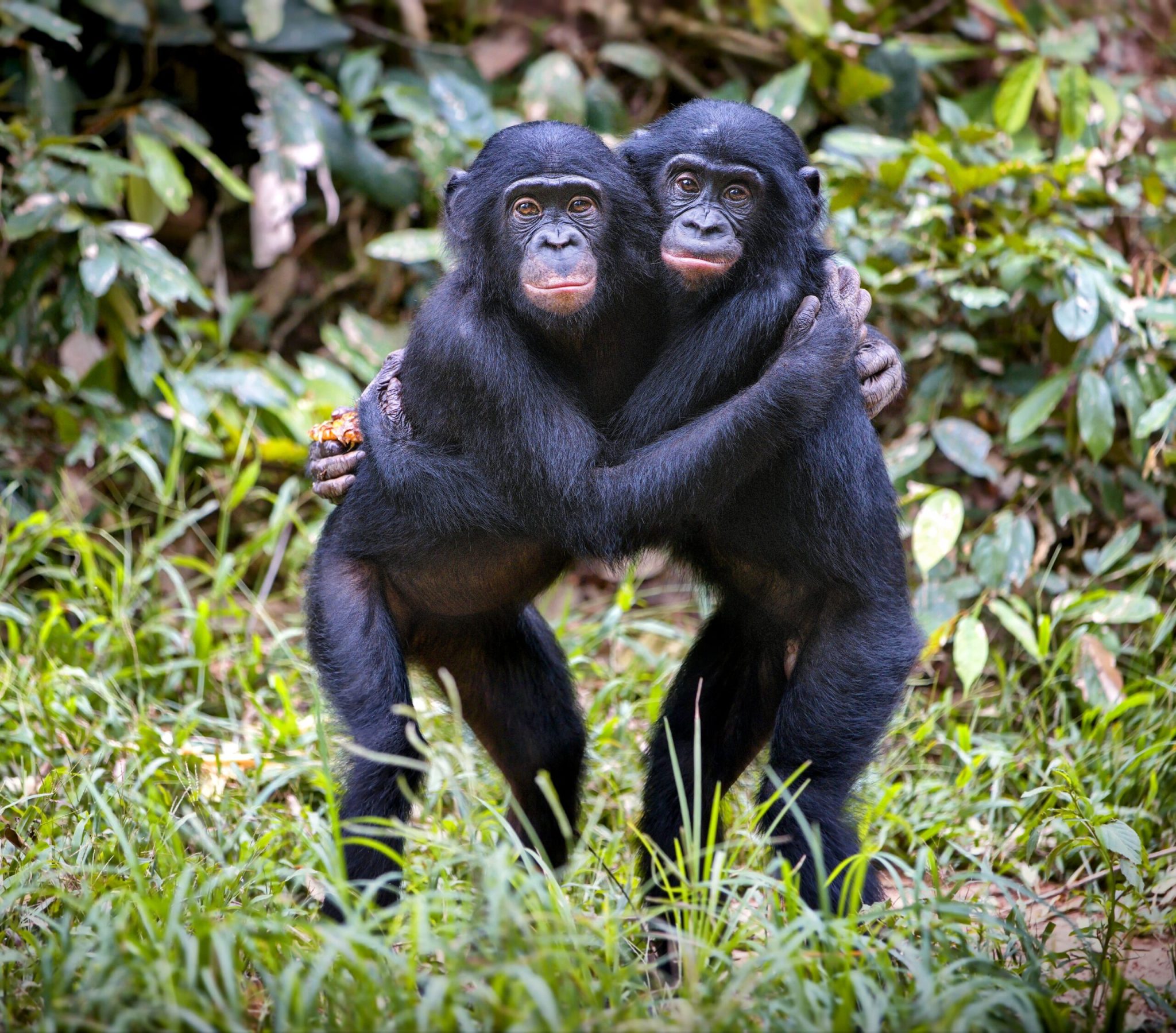 A cooperação dos bonobos desafia as crenças sobre a evolução humana
