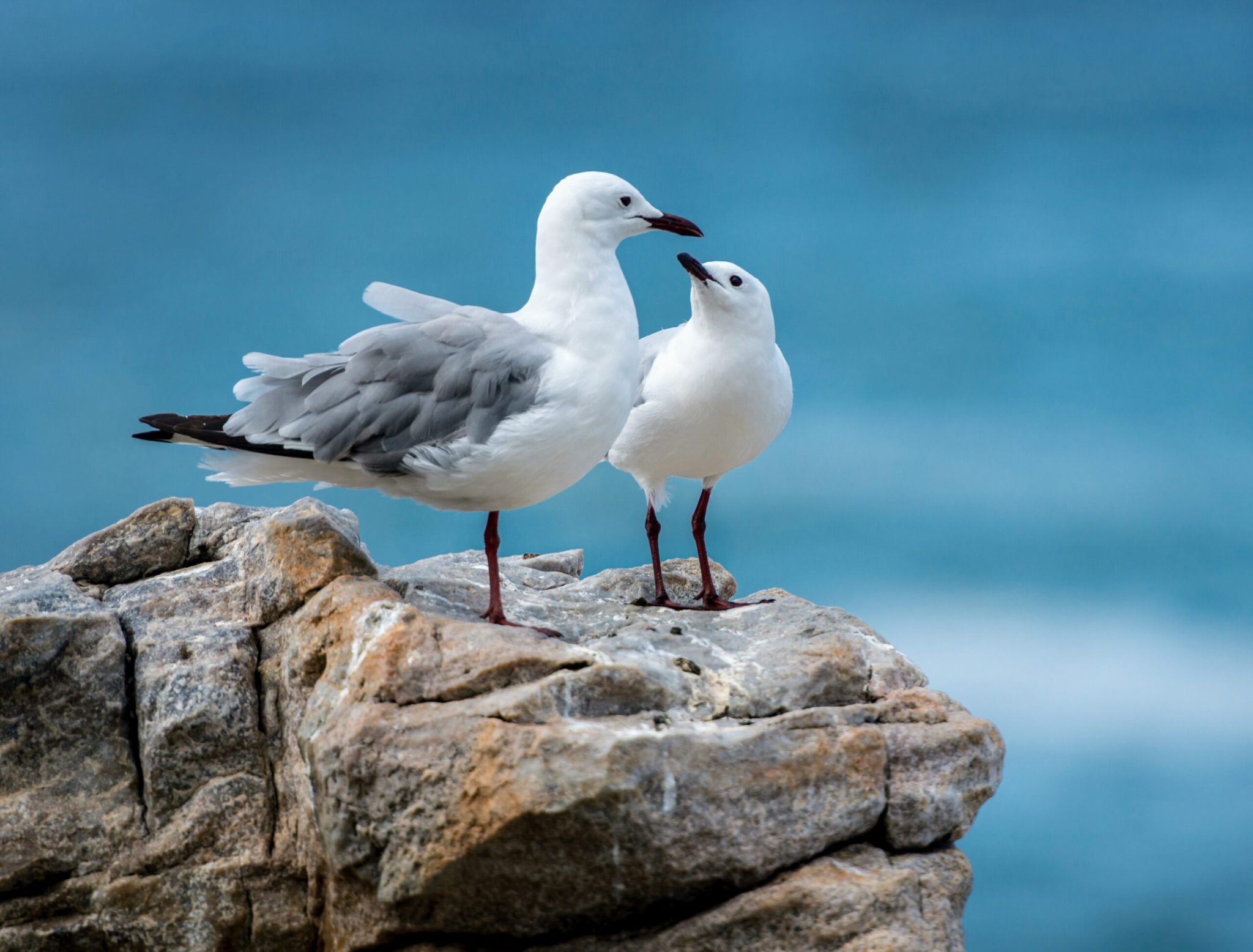 As aves marinhas precisam de proteção em todo o oceano para sobreviver ...