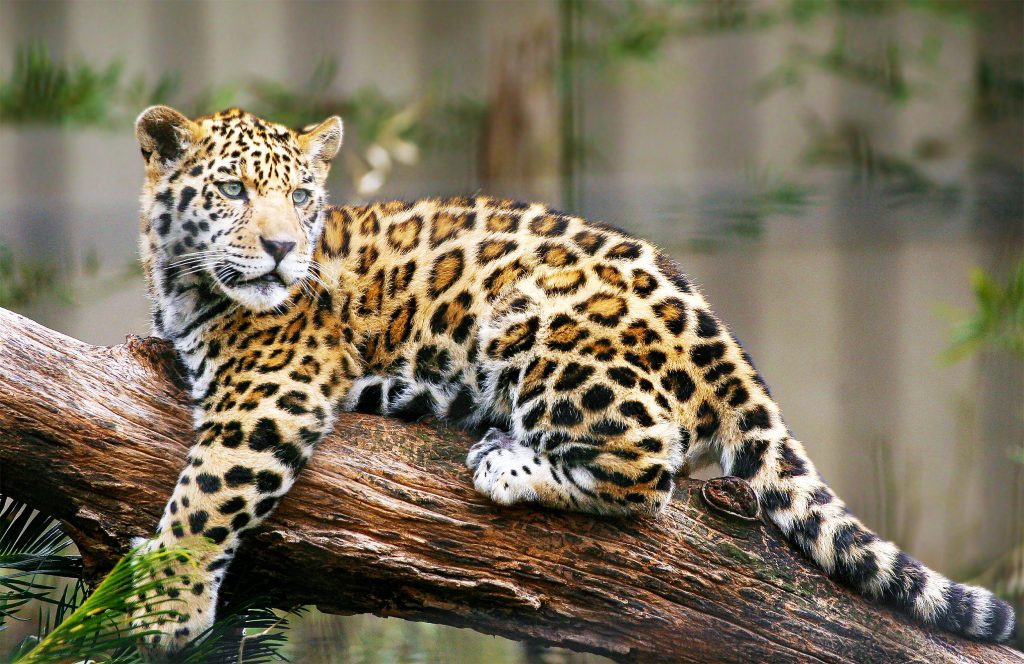 Como os animais obtiveram seus padrões de manchas e listras