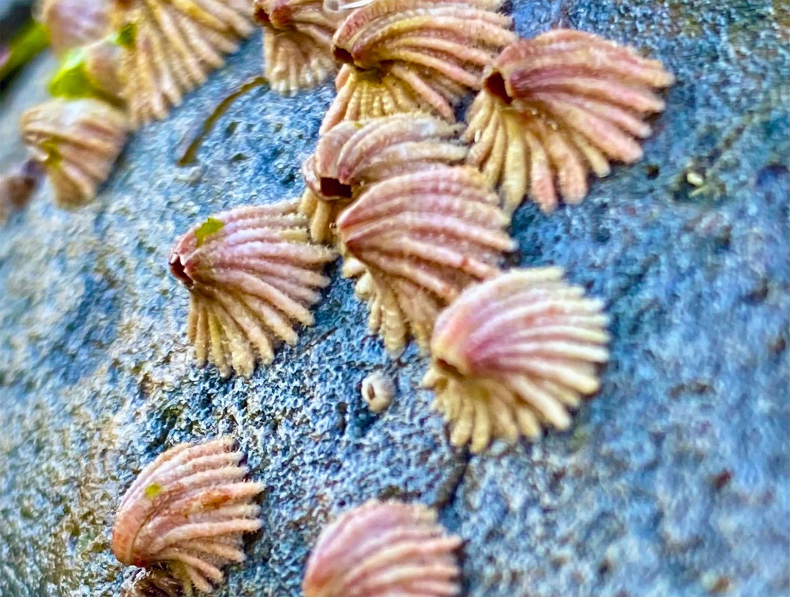 Cracas estão aprendendo a mudar sua forma para escapar dos caracóis ...