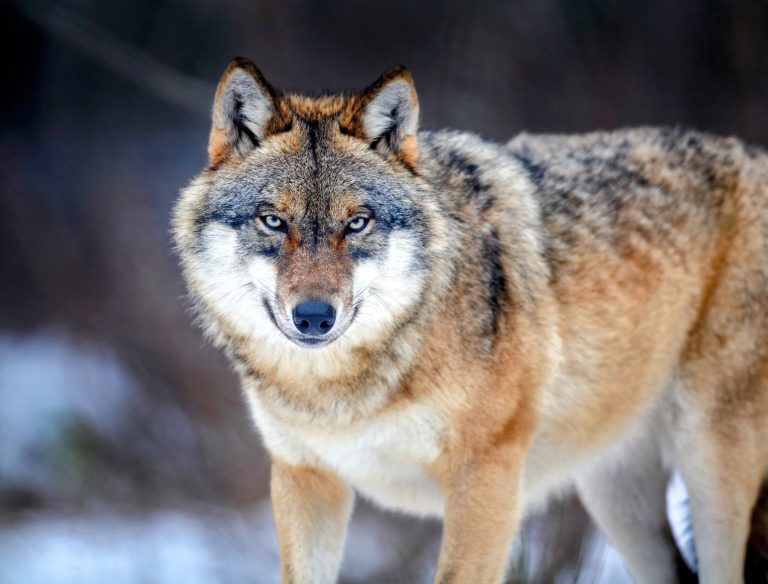 Estudo revela como os lobos cinzentos recolonizaram a Alemanha