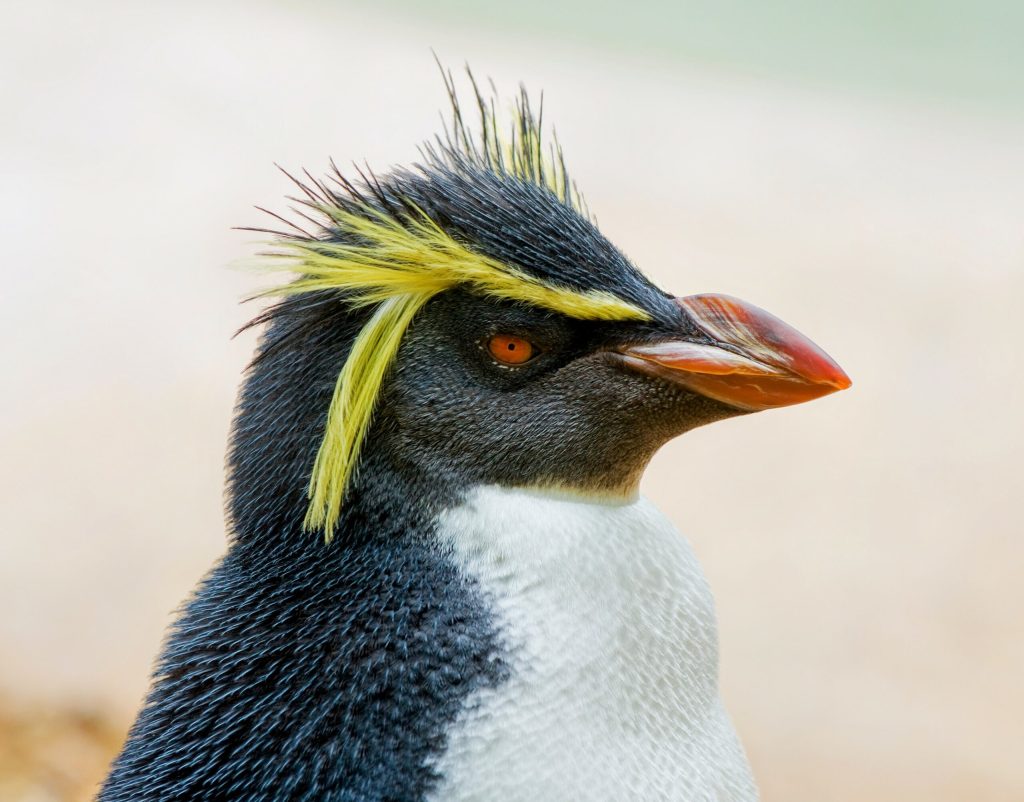 Pinguim enigmático põe dois ovos, mas choca apenas um