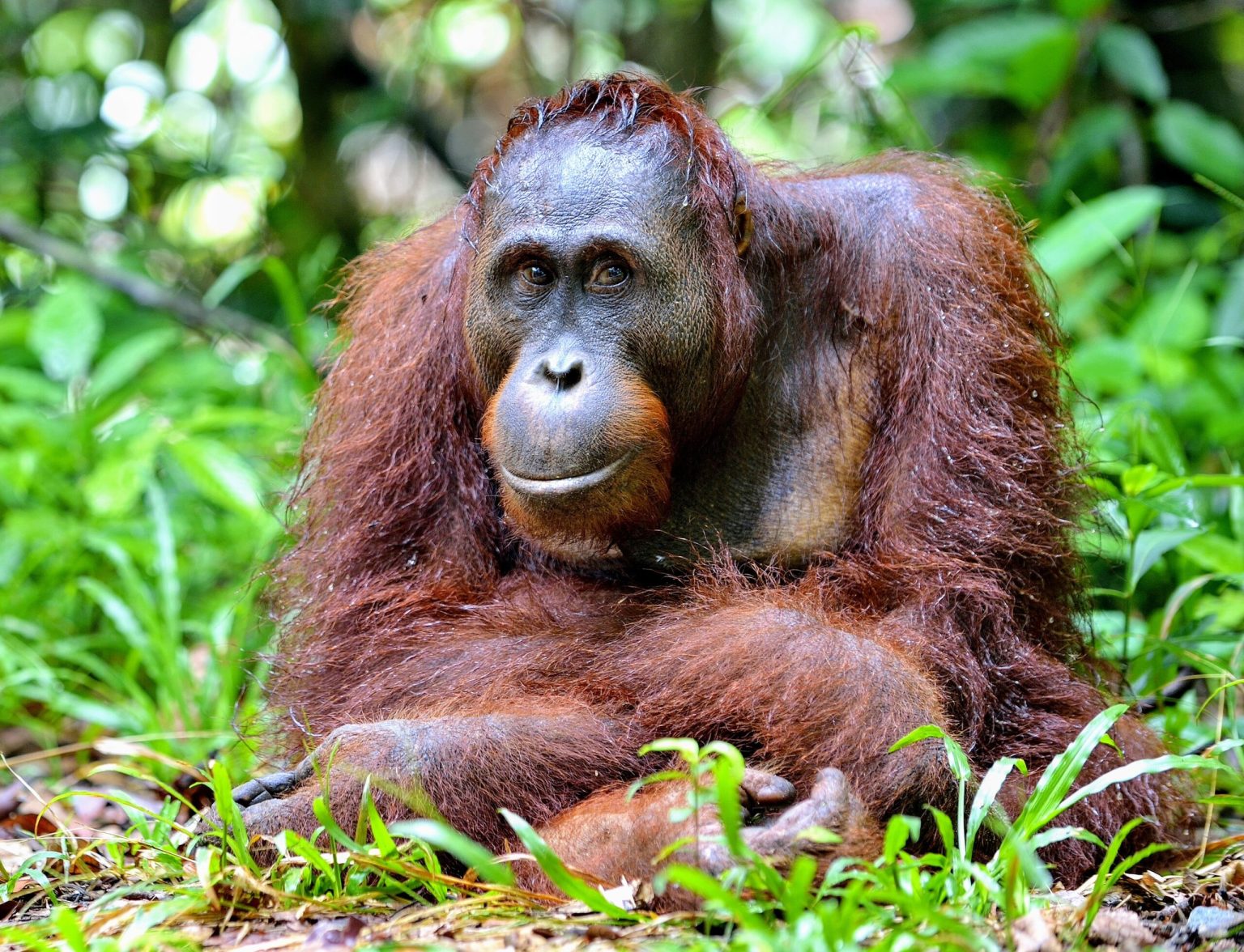 Macacos reconhecem amigos há muito perdidos depois de décadas