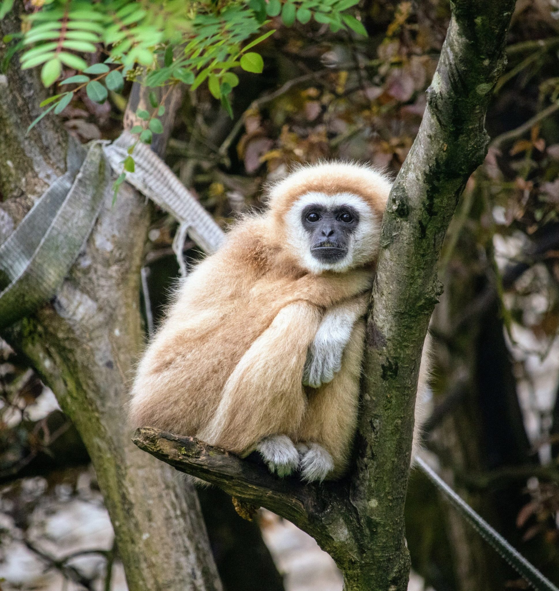 O primeiro fóssil de gibão descoberto na China