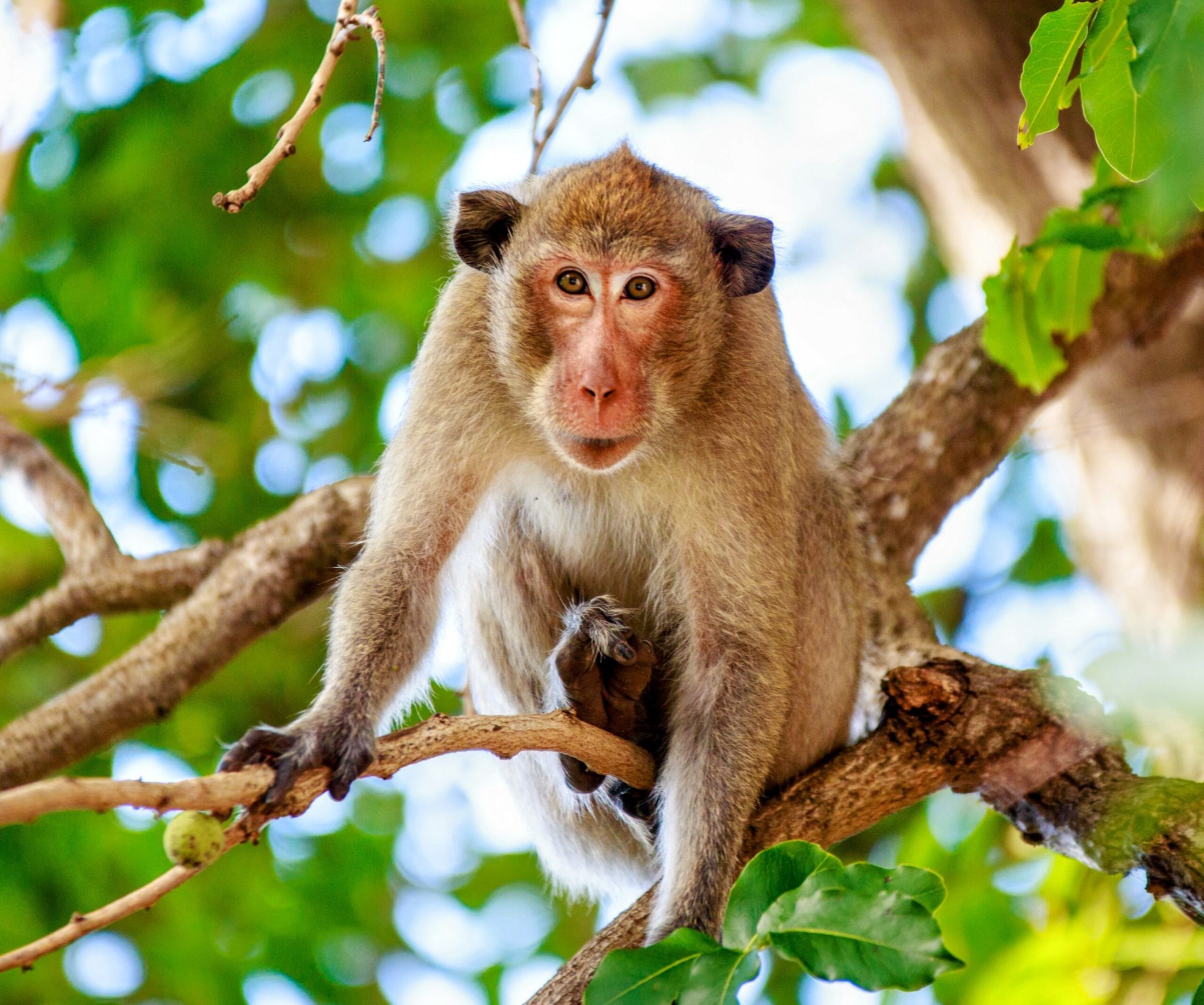 Outro vírus de macaco pode se espalhar para os humanos
