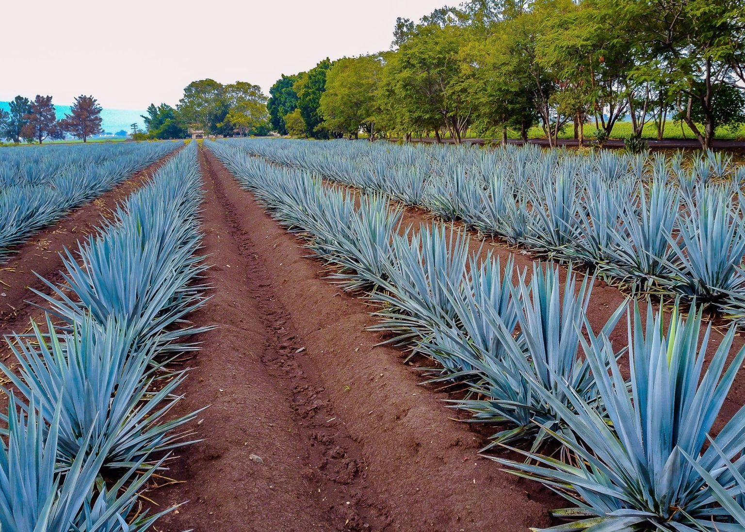 Agave azul e morcegos enfrentam uma crise de sustentabilidade no México