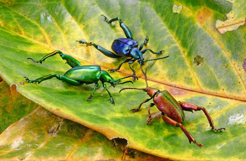 Os insetos tropicais são mais sensíveis às mudanças climáticas do que o ...
