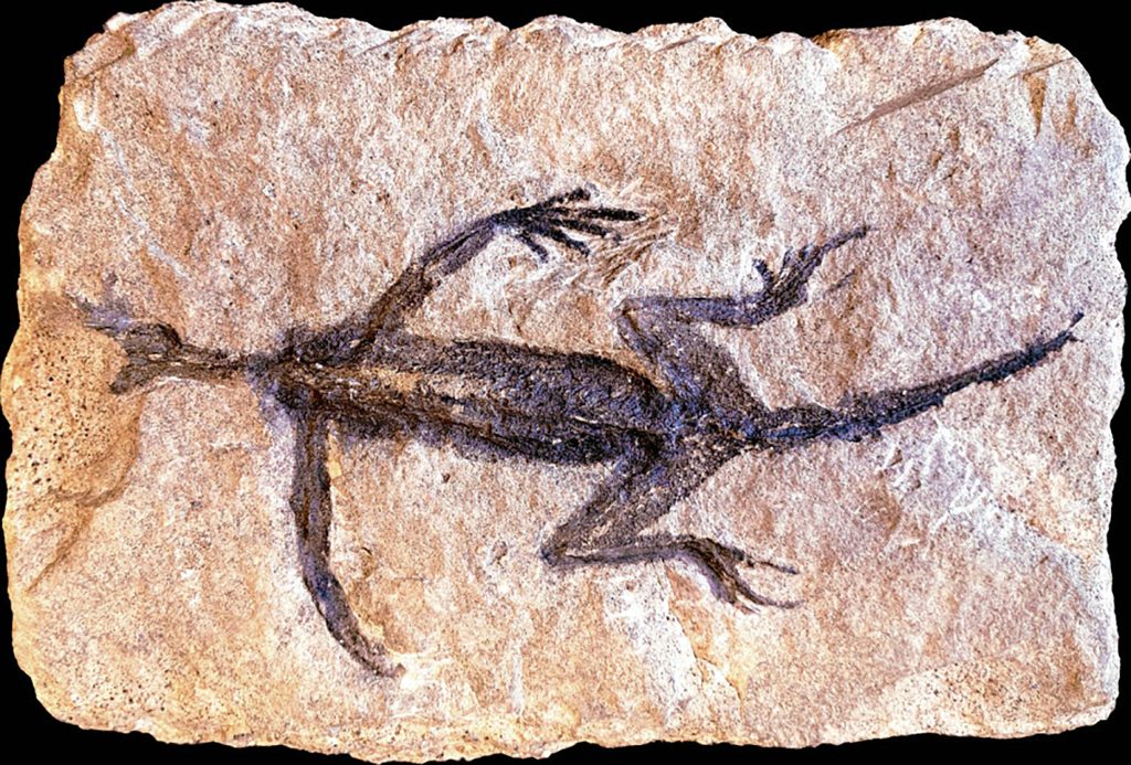 Fóssil de Tridentinosaurus antiquus de 280 milhões de anos provou ser ...