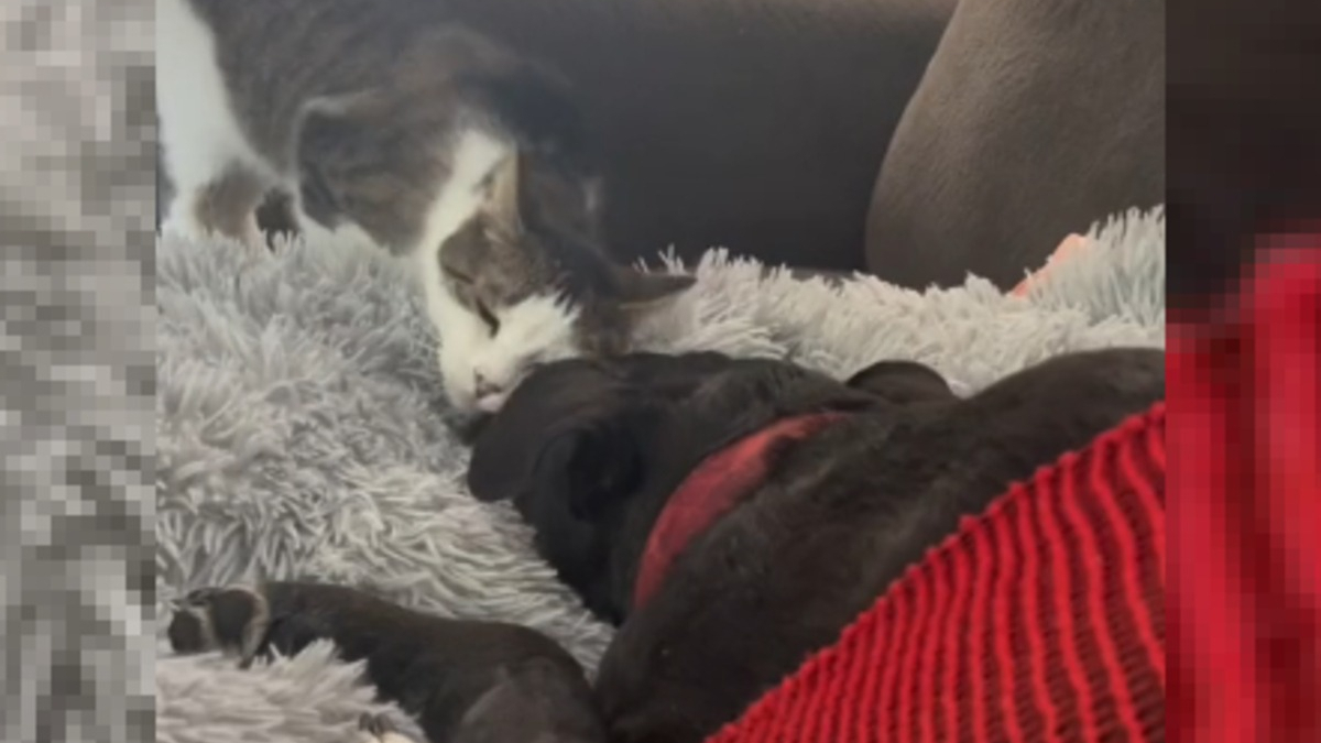 Ela chora ao filmar a despedida emocionante entre seu gato e o cão ...
