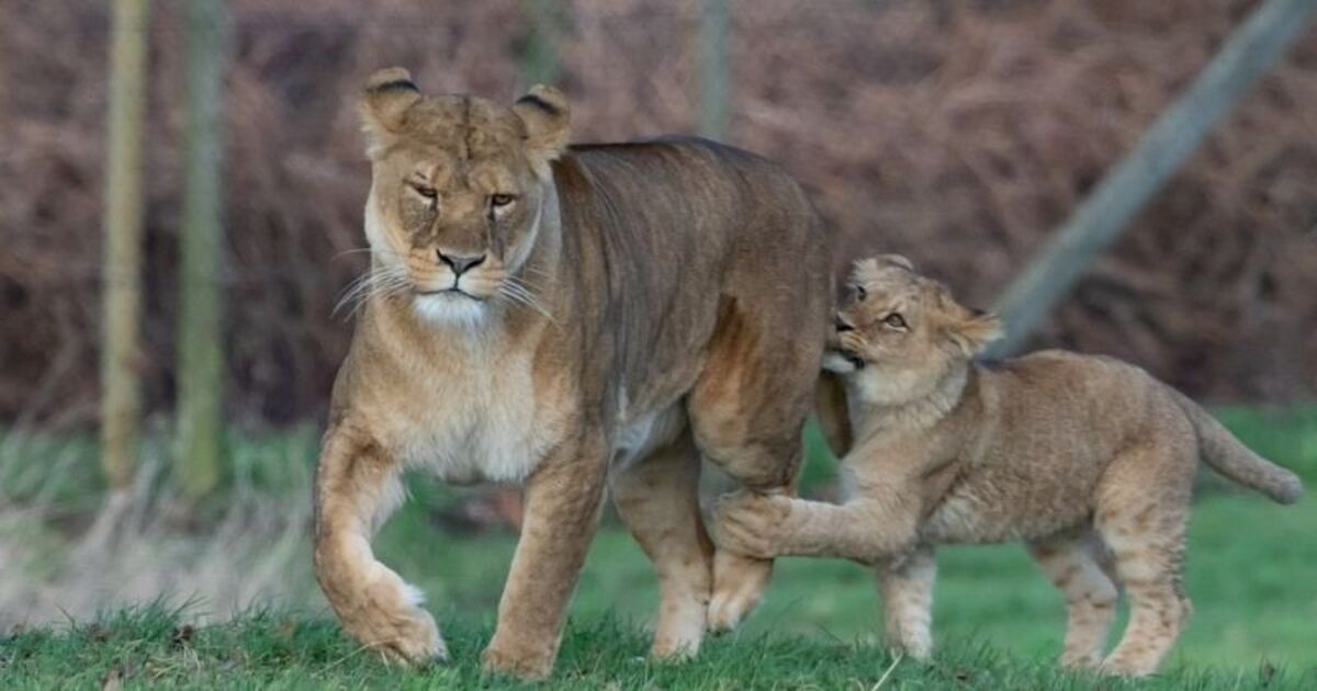 Top 15 dos animais mais fofos do mundo que vão derreter seu coração